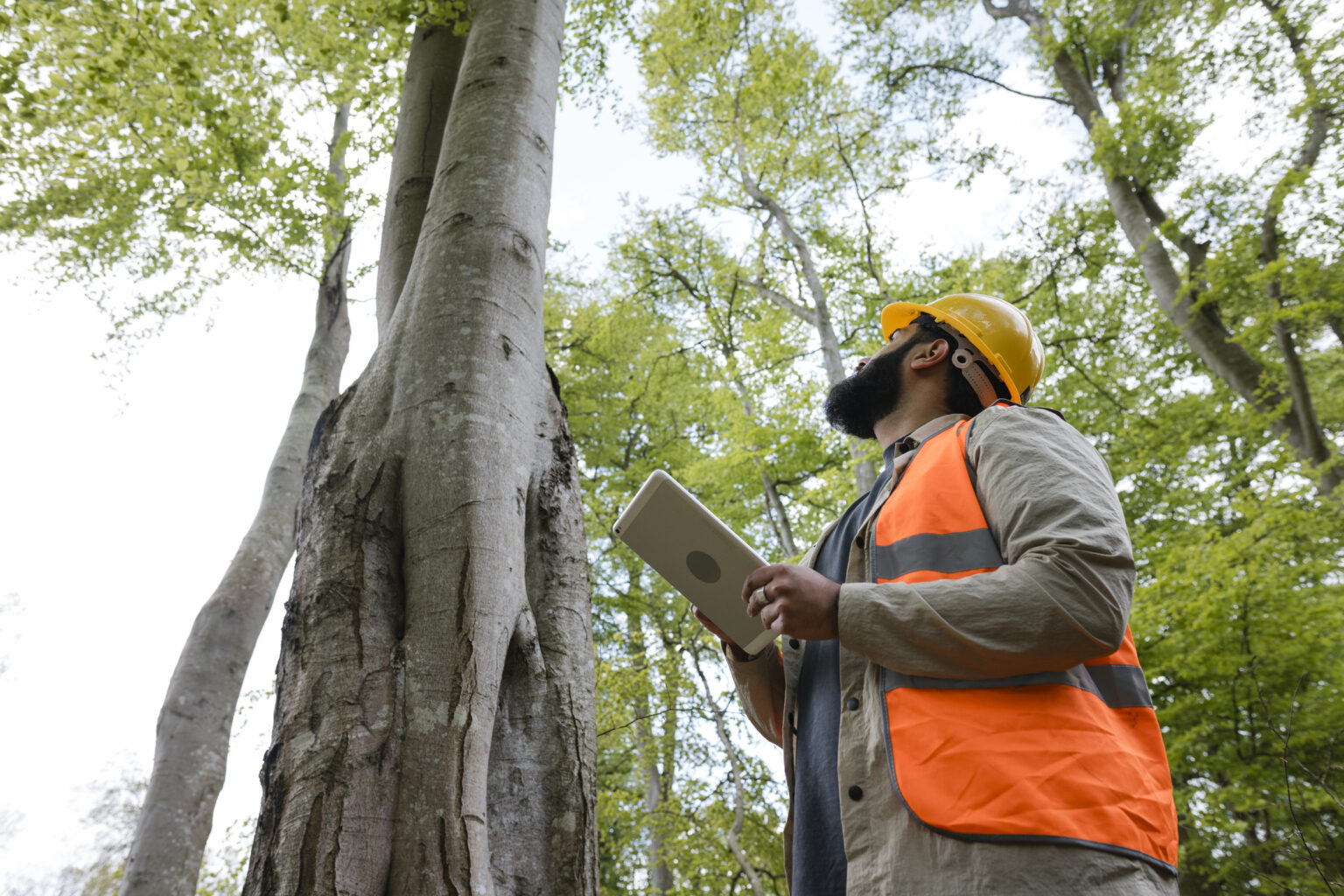 Canopy Service Partners | Arboriculture Partnership