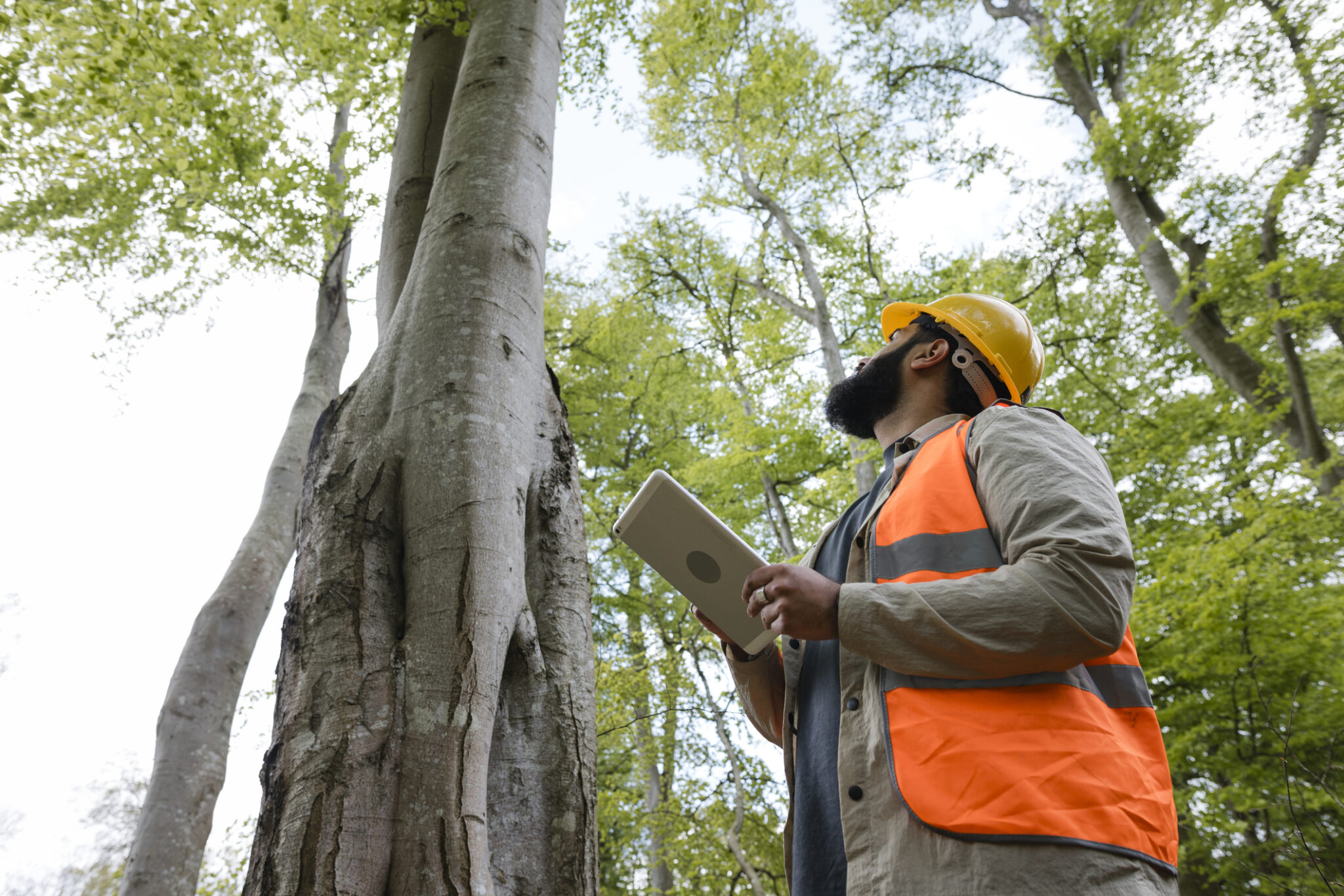 Canopy Service Partners | Arboriculture Partnership